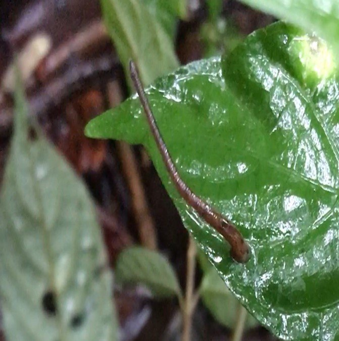 Railway Accidents, Organ Donation Advisory, Blood Test for Breast ...